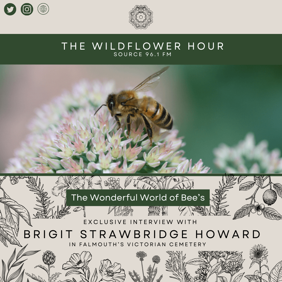 The Wonderful World of Bees | An Interview with Brigit Strawbridge ...